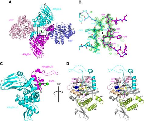 Domain Swapped Dimer Structure In The Crystal And Reconstituted Monomer Download Scientific