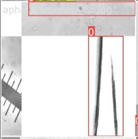 Mosaic Augmentation Occlusion Issues · Issue 11127 · Ultralytics