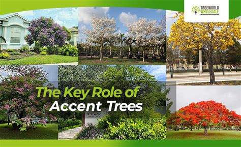 Accent Trees In Landscape Design Role And Choosing Treeworld Wholesale