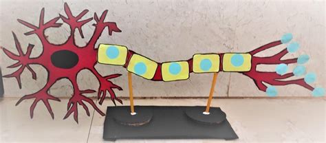Neuron Project Model
