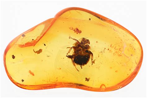 Detailed Fossil Cockroach Blattodea In Baltic Amber Rare 328166