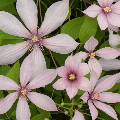 Clématite Integrifolia Forever® Clematis