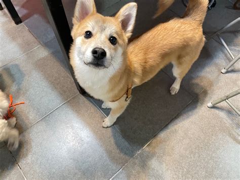 시바믹스넙치 강아지 책임분양 ♥ 아이조아 유기방지입양 파양 강아지보호소 고양이보호소 무료분양센터