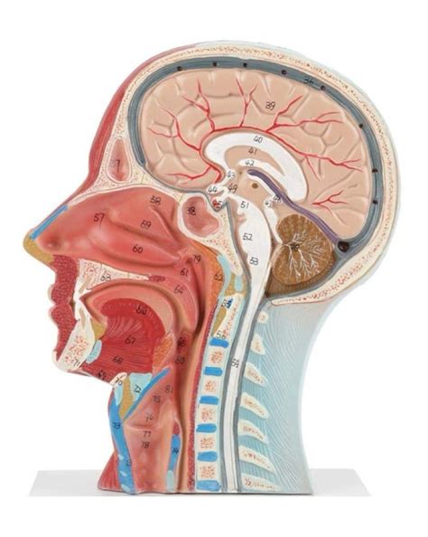 Respiratory Half Head Model Diagram Quizlet Respiratory Half Head Model Diagram Quizlet