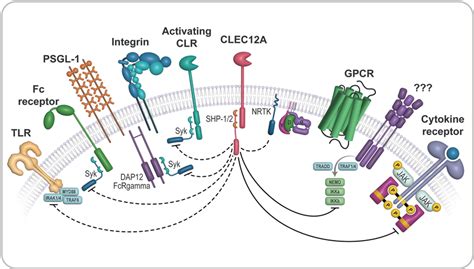 Signal Transduction Pathways Potentially Regulated By Clec12a The