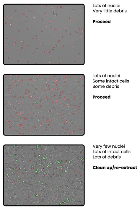 Top Tips For Optimizing Nuclei Extraction And Counting