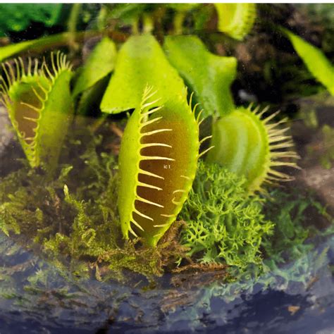 15 Mind Blowing Facts About Carnivorous Plants You Wont Believe
