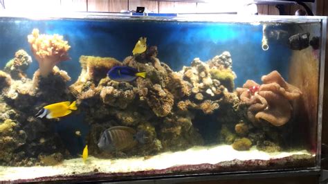 200 Gal Reef Tank Giant Carpet Anemone Long Horned Cowfish Sailfin Tang