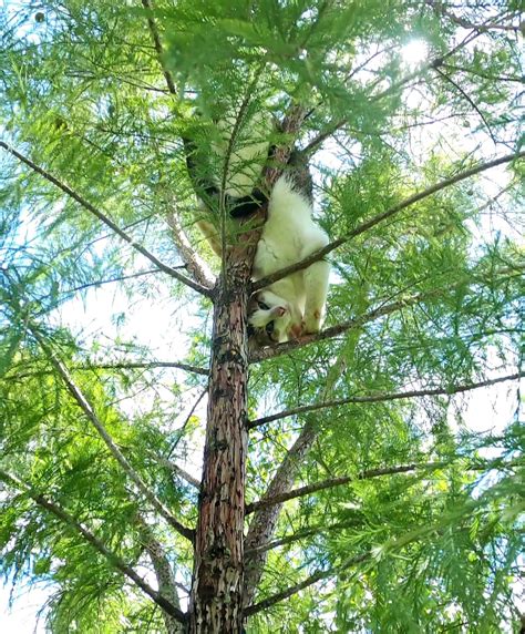 Cats Really Get Stuck Up In Trees At Marilyn Stumpf Blog