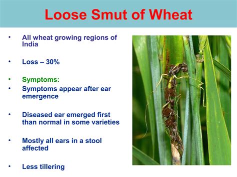 Loose Smut Of Wheat Ppt