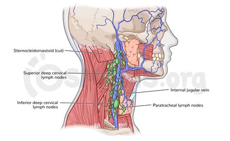 Facial Lymph Nodes Anatomy And Groups Loncfd