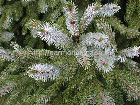 Ель Лутца Махала (mariorika) Picea lutzii Machala (mariorika)