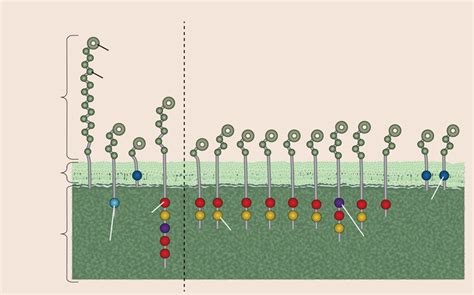 Illustration Of The Structure And Diversity Of Siglecs There Are Two Download Scientific