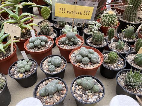 I Need Help With Identification Rmescaline