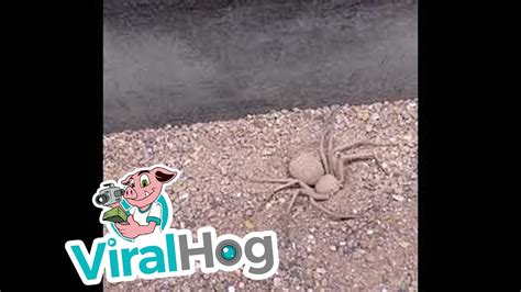 Six Eyed Sand Spiders Clever Camouflage Viralhog Youtube