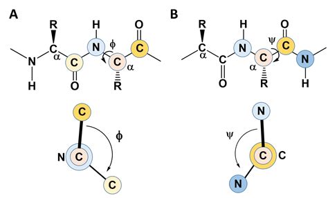 Elemental Makeup Of Protein Saubhaya Makeup