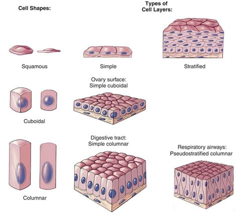 Location Structure And Function Of The Simple Cuboidal Epithelium Artofit