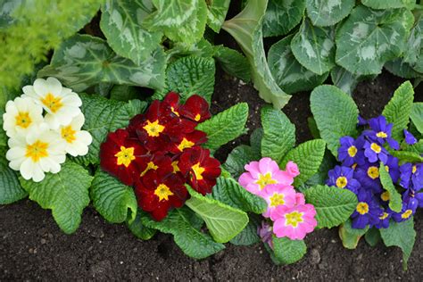 Primrose (Primula vulgaris) in Greensboro High Point Winston-Salem ...