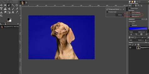 Detailed Review Of GIMP The Pros And Cons Edits