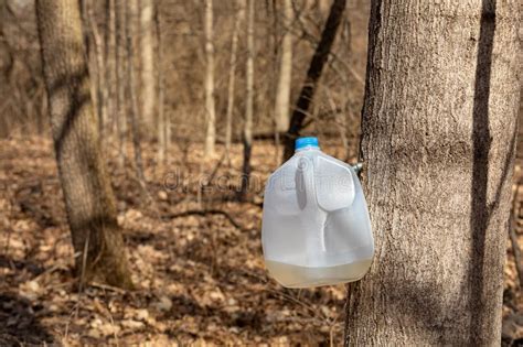 Collecting Sap From Sugar Maple Tree Stock Image Image Of Taphole Harvest 348896499