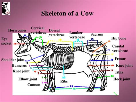 Ppt Skeletal System Of A Cow Written By Daniel Hunnicutt Powerpoint