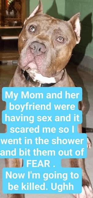 Pit Bull Blows Foster Home By Attacking Foster Owner And Her Boyfriend