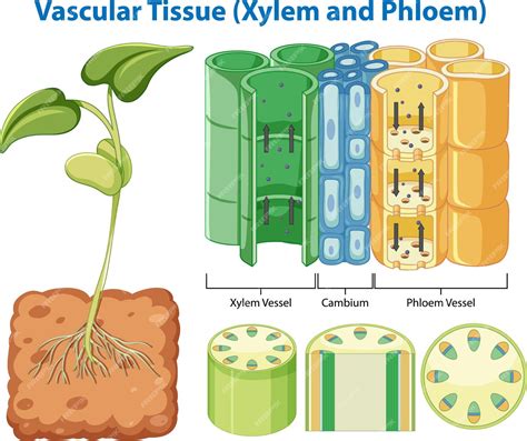 Free Vector Plant Cohesion Vascular Tissue Xylem And Phloem