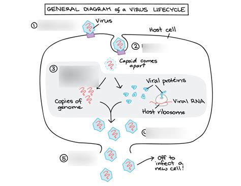Virus Life Cycle Diagram Quizlet Virus Life Cycle Diagram Quizlet