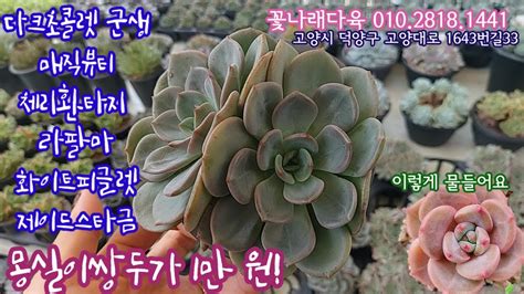 몽실이라팔마체리환타지아 매직뷰티어메이징그레이스화이트피글렛제이드스타금에스메랄다 가이아눈망울온슬로우군생아리엘쌍두꽃나래다육 01028181441