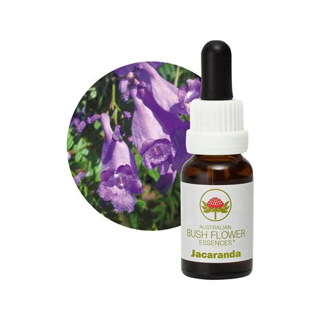Jacaranda Flower Essence Australian Bush Flower Essences