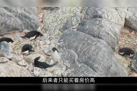 企鹅也得买房房子，不好被挖其墙角，现实版爱情演绎 墙角 企鹅 现实
