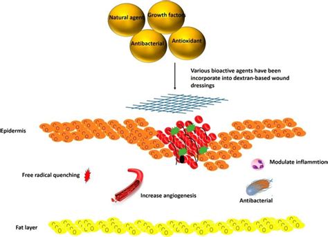 Application Of Dextran In The Development Of Bioactive Wound Dressing