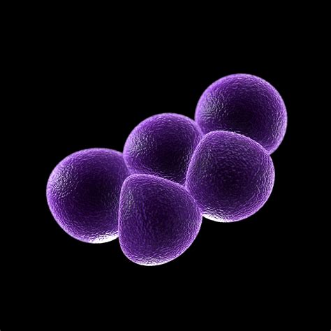 Mrsa 多重耐药金黄色葡萄球菌3d模型 Turbosquid 1626193