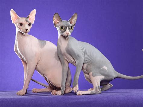 8 Different Sphynx Cat Colors Vet Verified Info And Pictures Catster