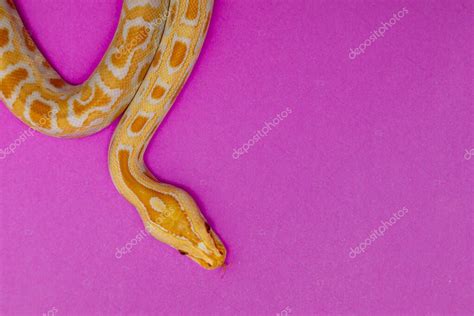 Python Molurus Bivitattus Es Una De Las Mayores Especies De Serpientes Es Nativa De Una Gran