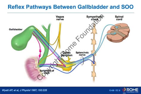 Gallbladder And SOO B Overview Of The Extrahepatic Biliary Tree Anatomy Rome Online