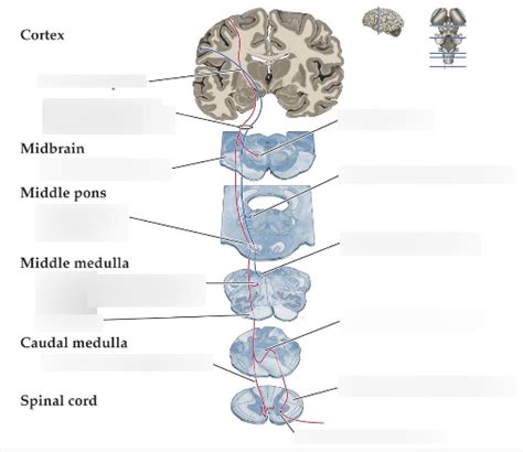 Chpt 17 Motor Movement Ii Descending Control Diagram Diagram Quizlet