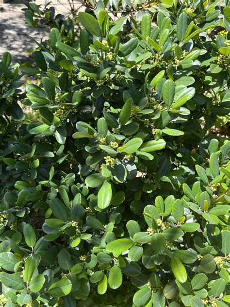 Frangula Rhamnus Californica Leatherleaf Xera Plants