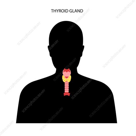Thyroid Gland Illustration Stock Image F036 3937 Science Photo