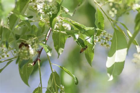 Connecting With Nature Black Cherry Tree Prunus Serotina Hernando Sun