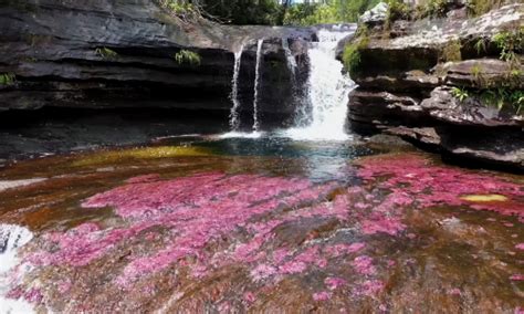 Caño Cristales Tour Tc Travel Colombia Turismo Y Aventura