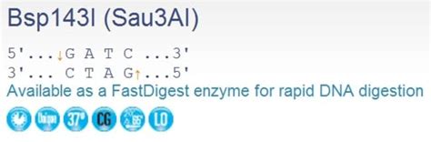 Bsp143i Sau3ai 10 U µl