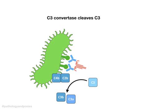 Complement Cascade Pathology And Ponies