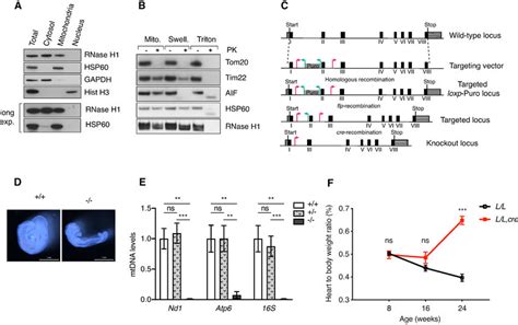 Disruption Of Rnaseh1 In The Germline And Heart A Western Blot Download Scientific Diagram
