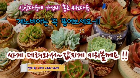 다육4천원의 가치는 신안다육에서 온 제노비아 득템 블랙킹 등 신상포함 4천의 득템 Youtube