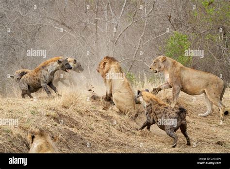 Male Lions Fighting Hyenas