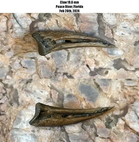 Raptor Claw Fossil Id The Fossil Forum