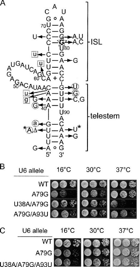 Figure 1 From A Dynamic Bulge In The U6 Rna Internal Stem Loop Functions In Spliceosome Assembly