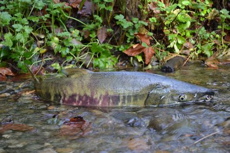 Salmon Identification At Carkeek Carkeek Watershed Community Action Project