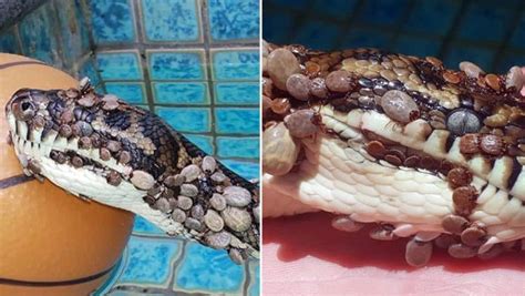 Python Covered With More Than 500 Ticks Rescued From Swimming Pool In Australia View Pictures
